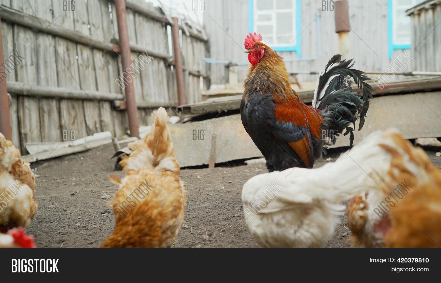 Handsome Rooster Image & Photo (Free Trial) | Bigstock