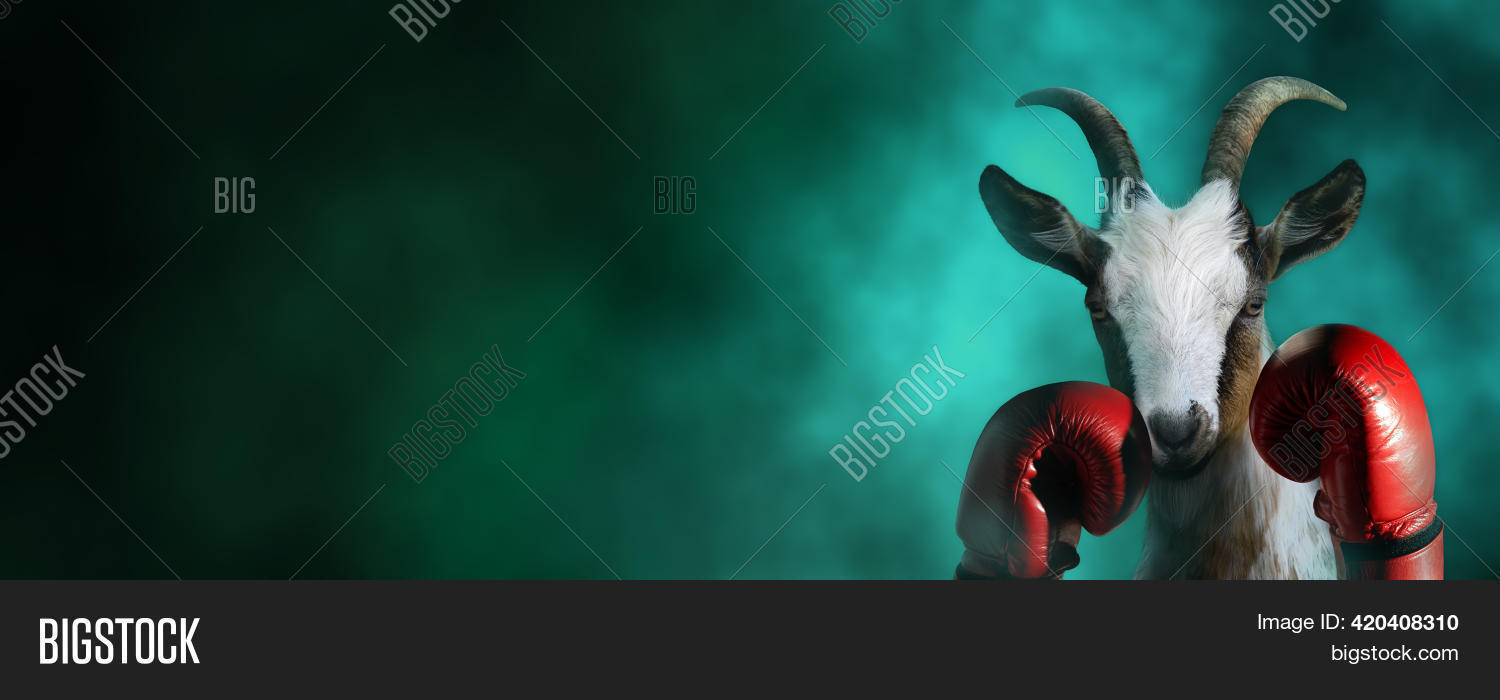 Goat Boxing Gloves Image & Photo (Free Trial) | Bigstock