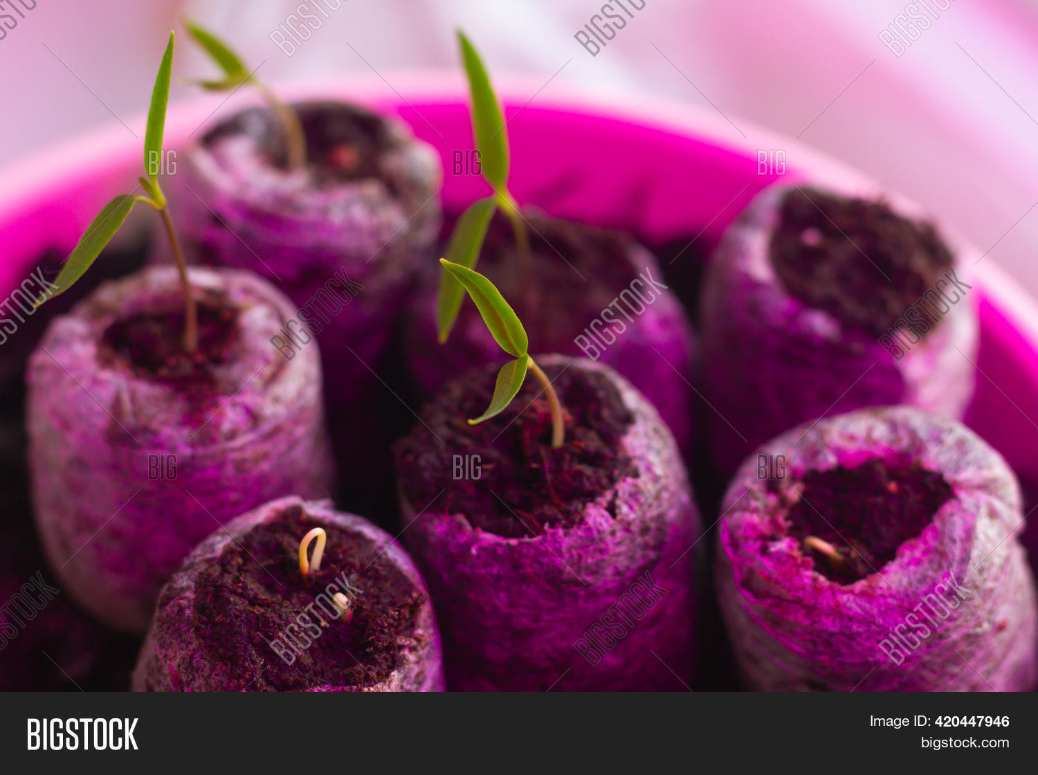 Small Seedlings Image & Photo (Free Trial) | Bigstock