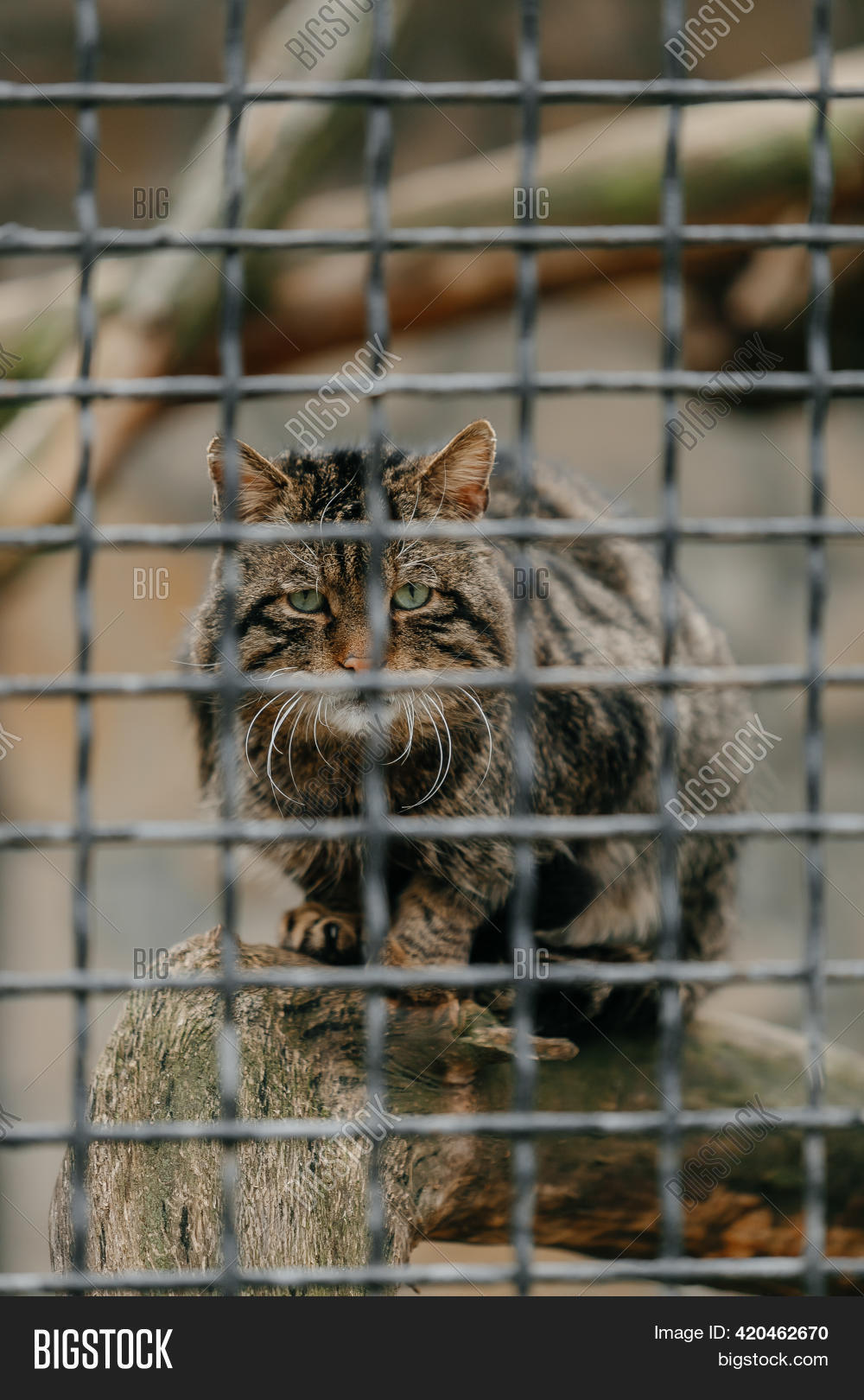 Sad Wildcat Cage. Zoo Image & Photo (Free Trial) | Bigstock