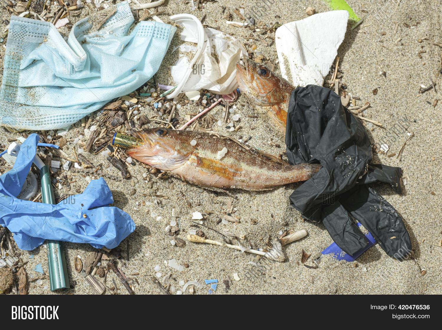 Ocean Fish Dead Eating Image & Photo (Free Trial) | Bigstock