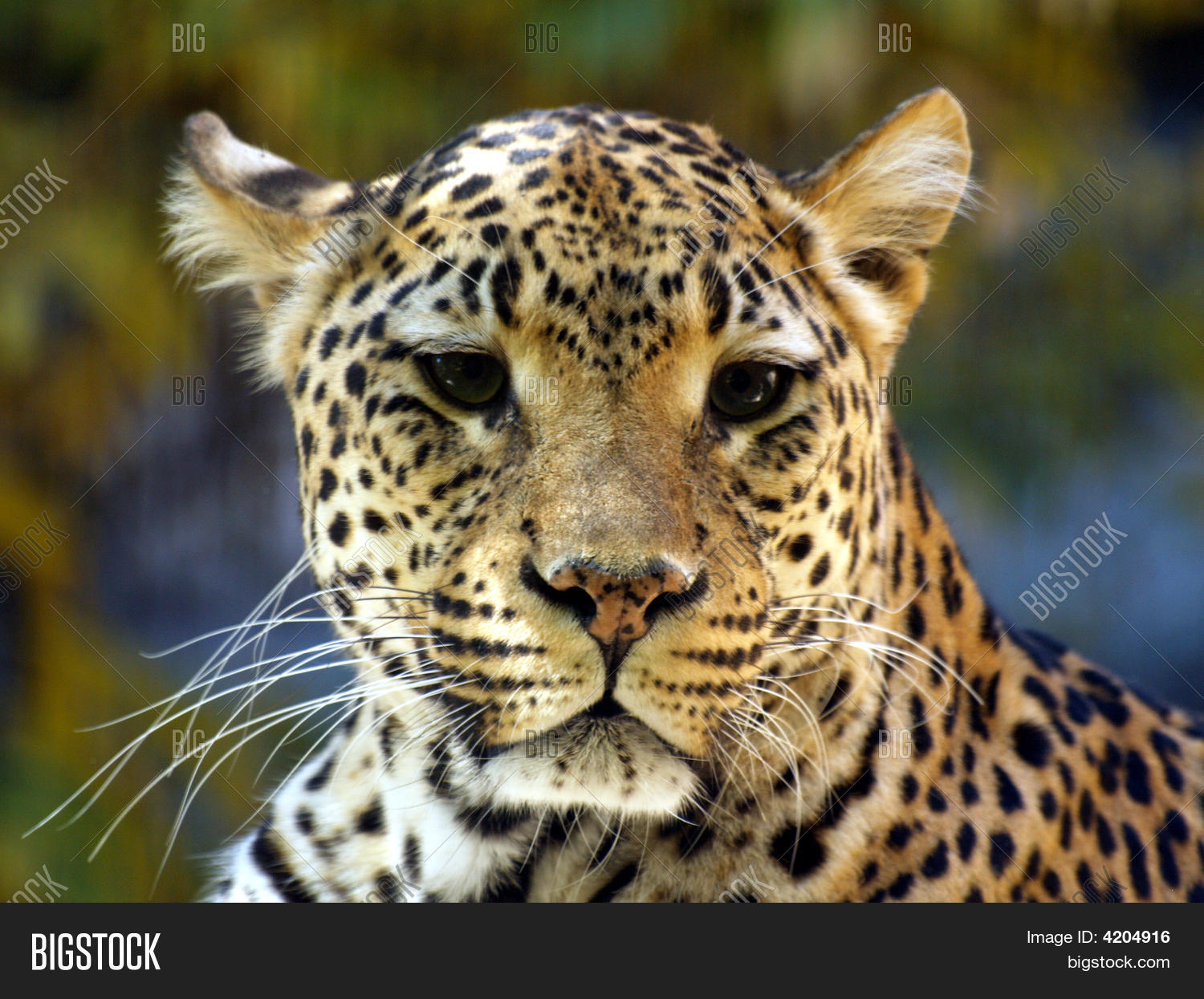 Cheetah Face Image & Photo (Free Trial) | Bigstock