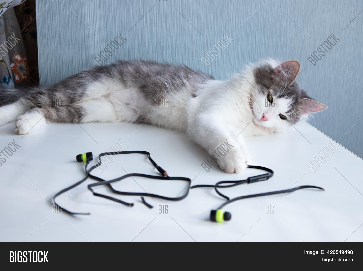Cat Has Chewed On Image & Photo (Free Trial) | Bigstock