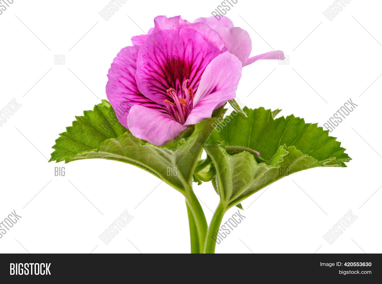 Geranium Flowers Image & Photo (Free Trial) | Bigstock