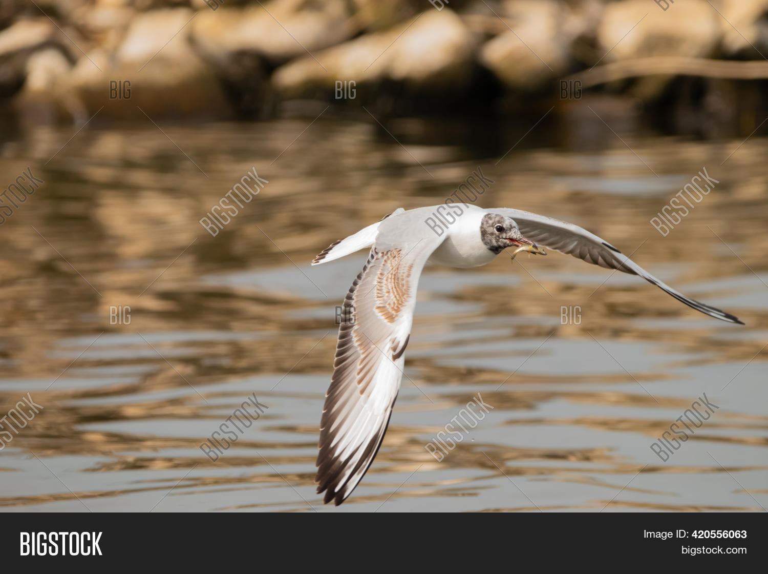 Seagull Has Hunted Image & Photo (Free Trial) | Bigstock