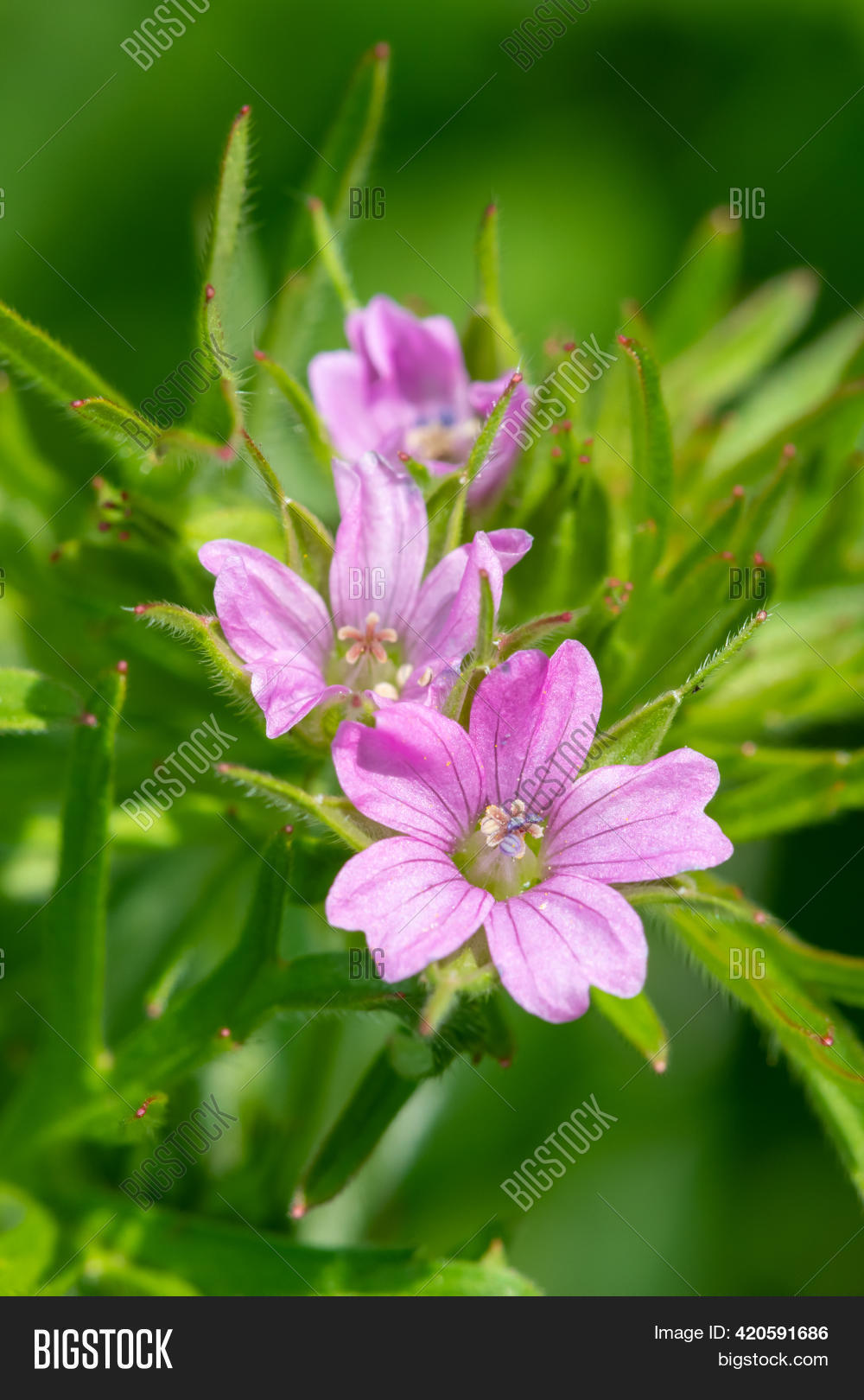 Long Stalked Image & Photo (Free Trial) | Bigstock