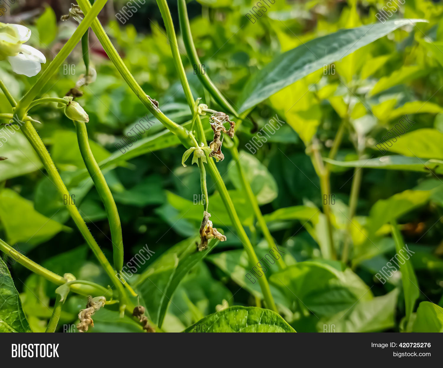 Phaseolus Vulgaris, Image & Photo (Free Trial) | Bigstock