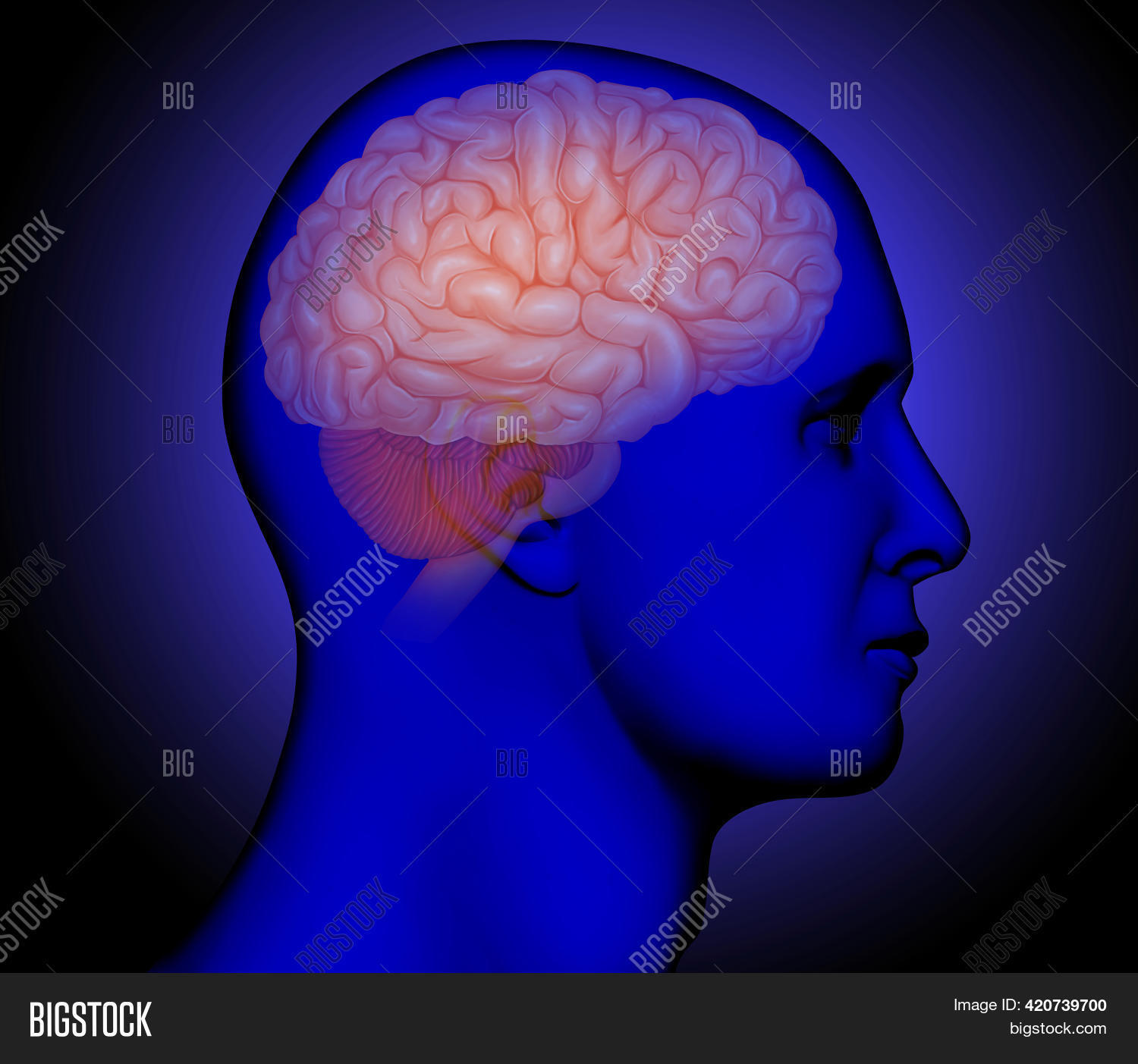 Medical Illustration Image & Photo (Free Trial) | Bigstock
