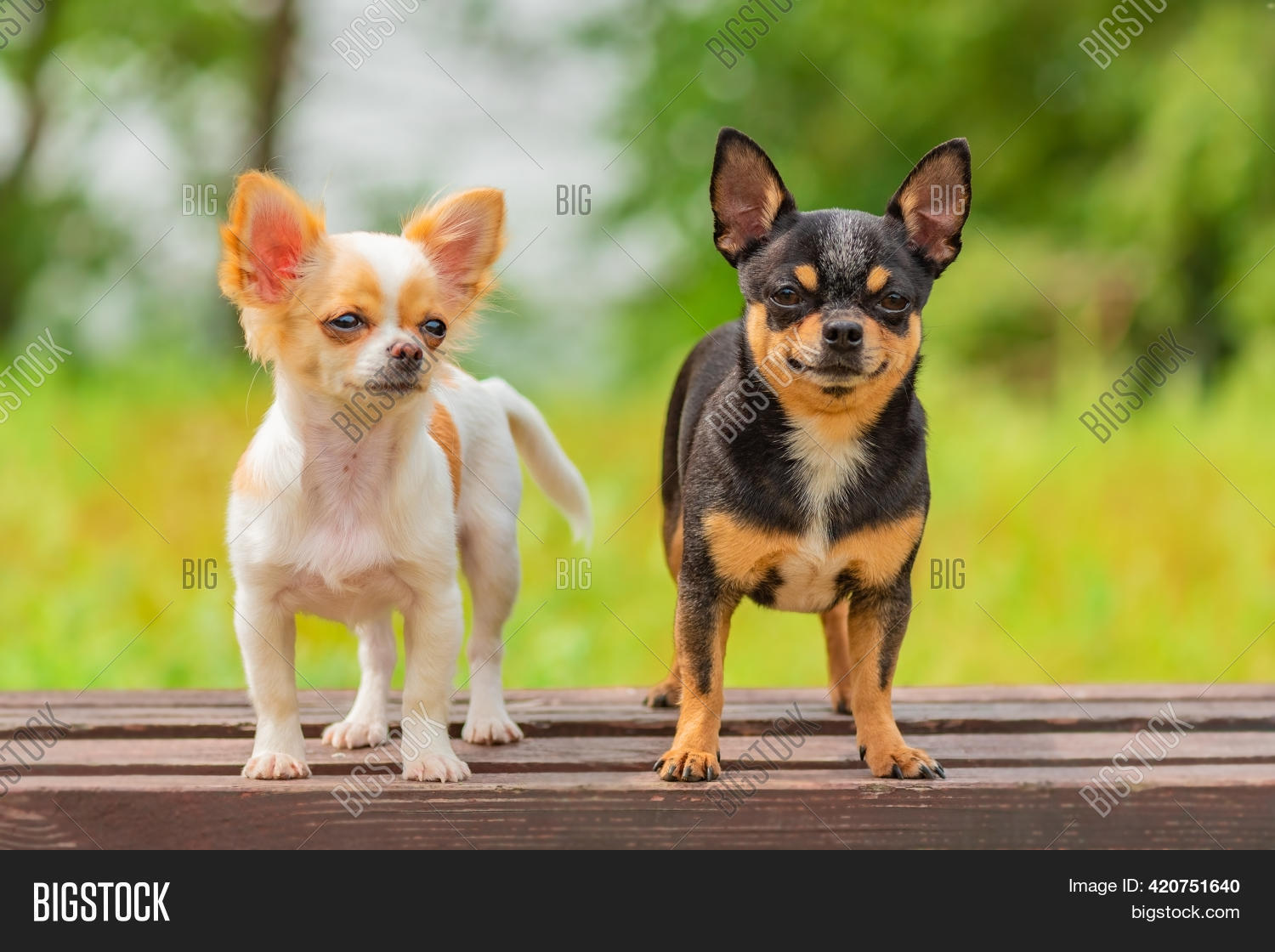 Two Little Chihuahua Image & Photo (Free Trial) | Bigstock