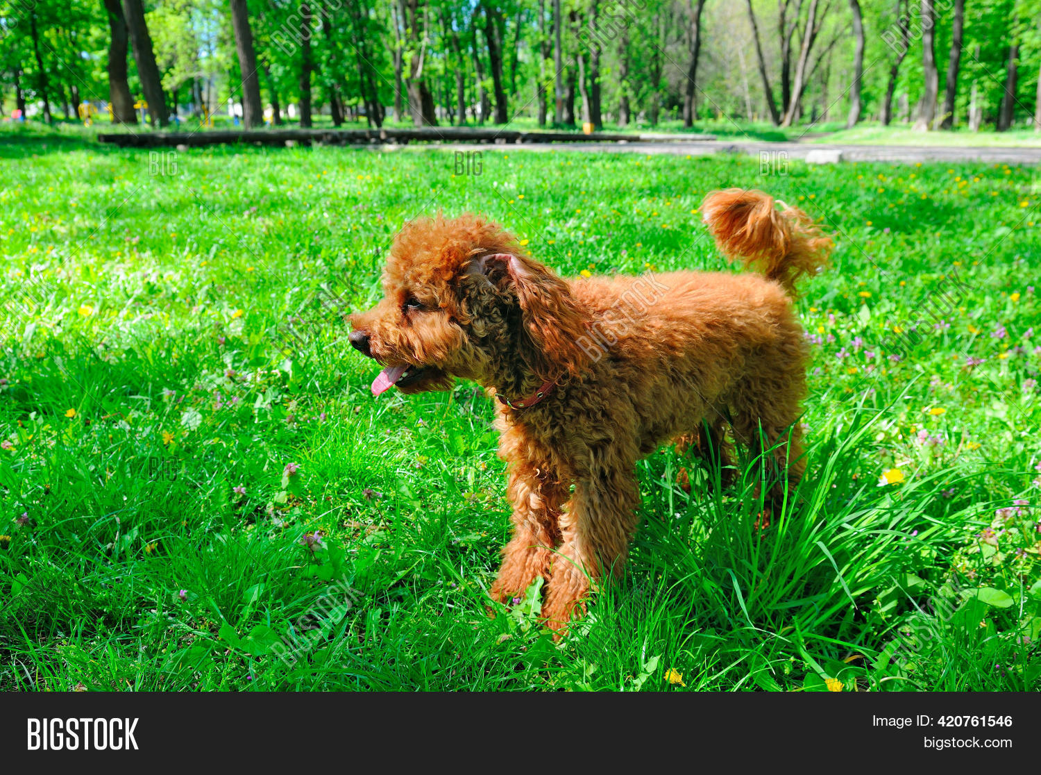 Miniature Red Poodle Image & Photo (Free Trial) | Bigstock
