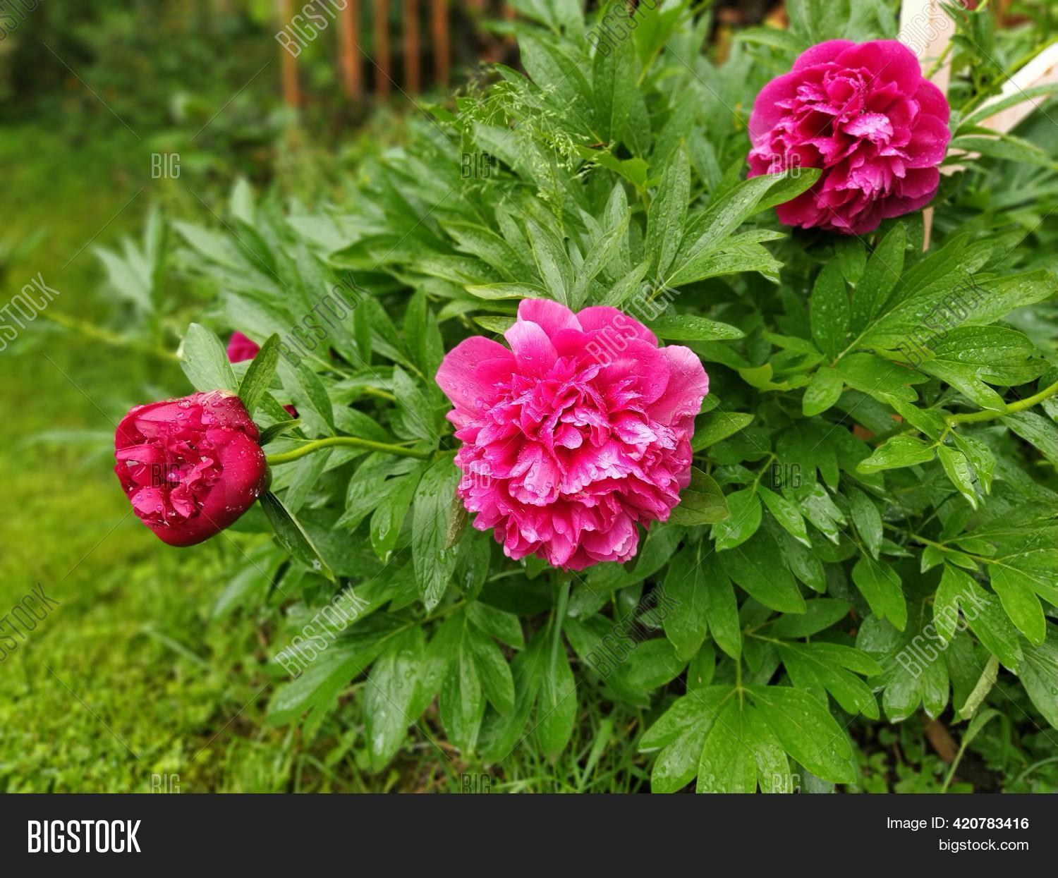Bright Crimson Peonies Image & Photo (Free Trial) | Bigstock