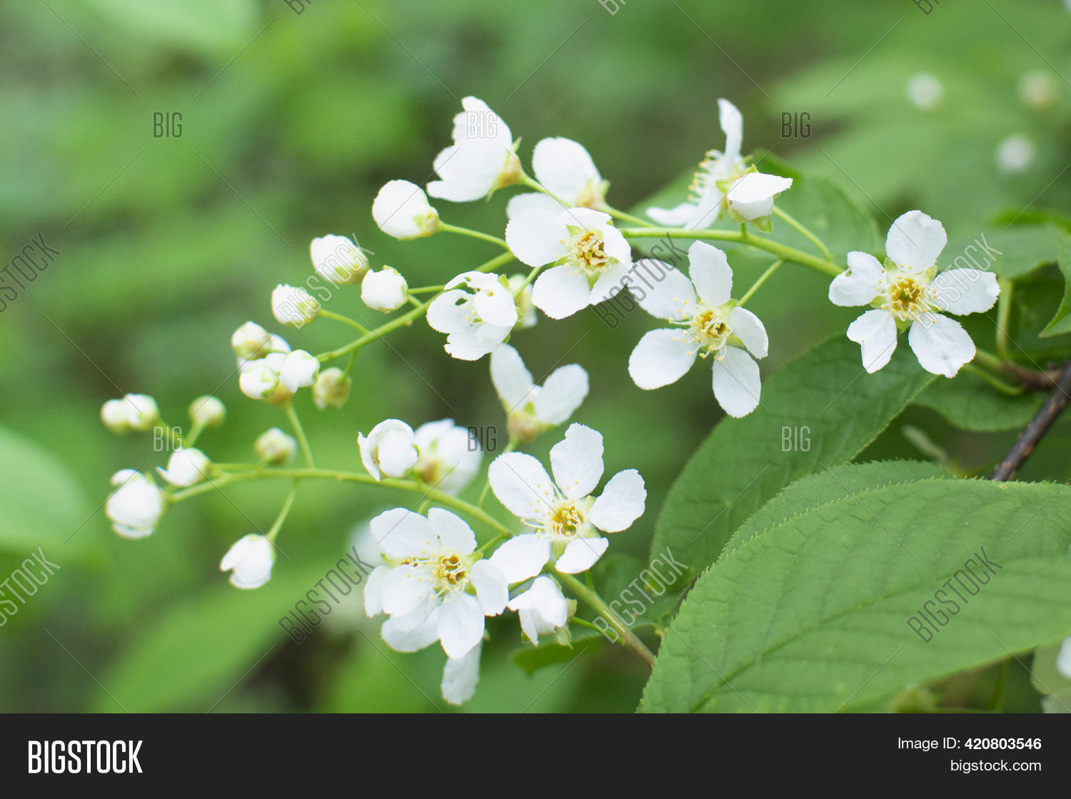 Bird Cherry Tree Image & Photo (Free Trial) | Bigstock