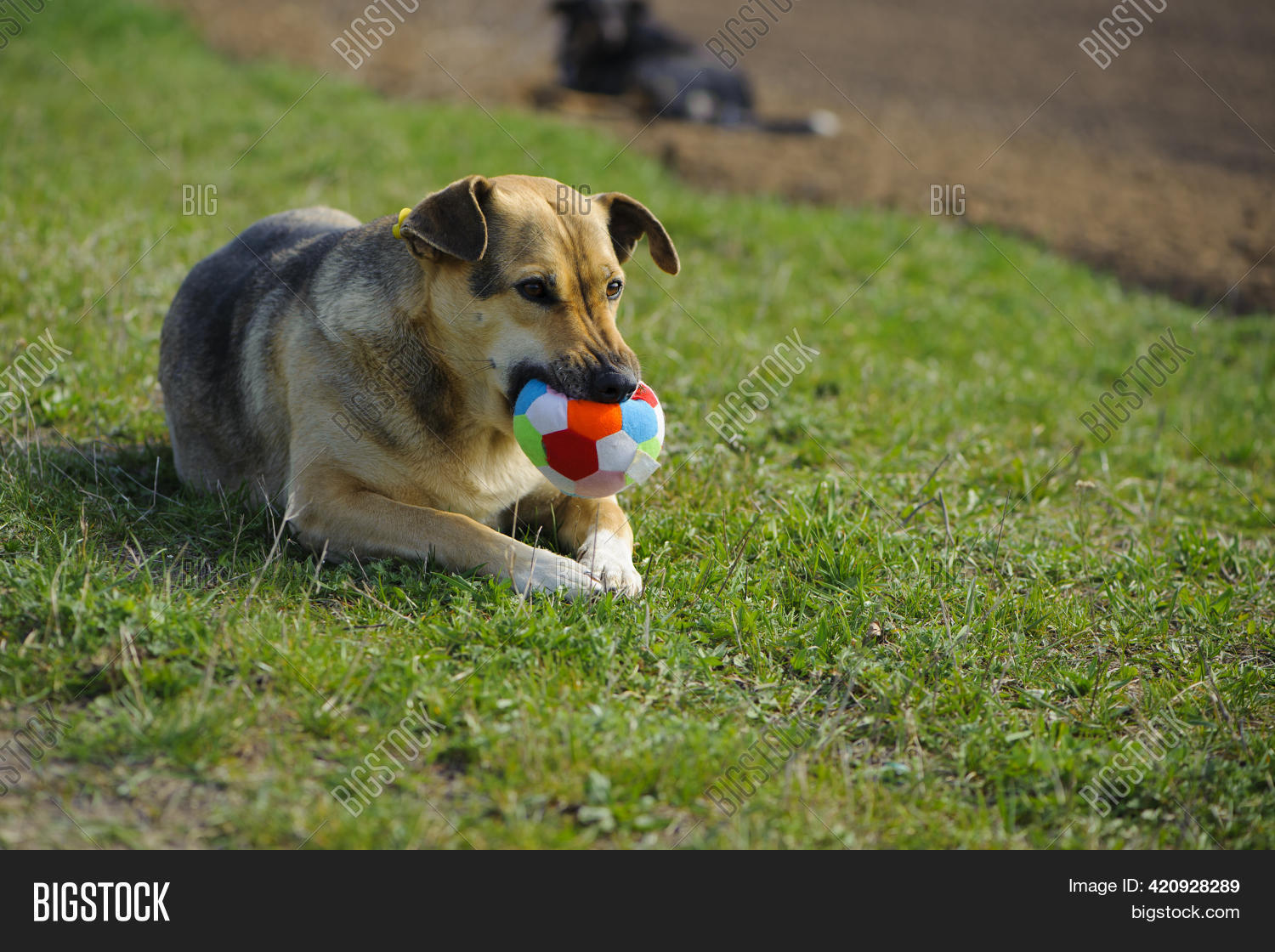 Dog Ball. Dog Lying On Image & Photo (Free Trial) | Bigstock