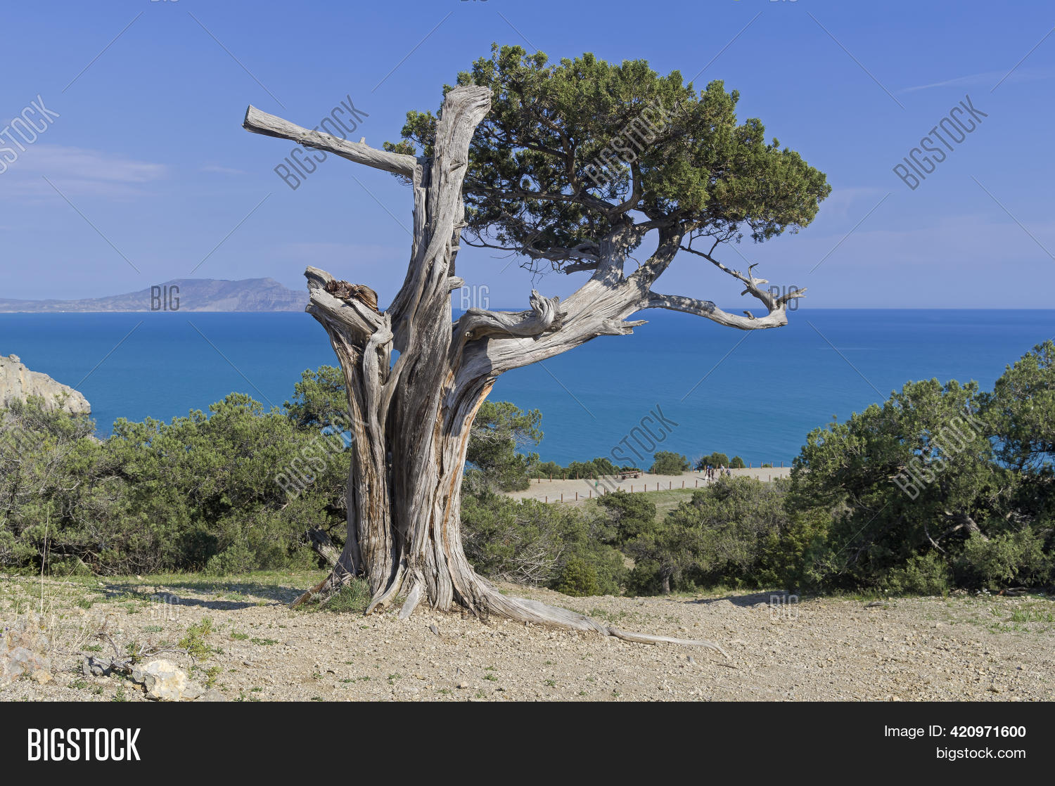 Old, Half-withered Image & Photo (Free Trial) | Bigstock