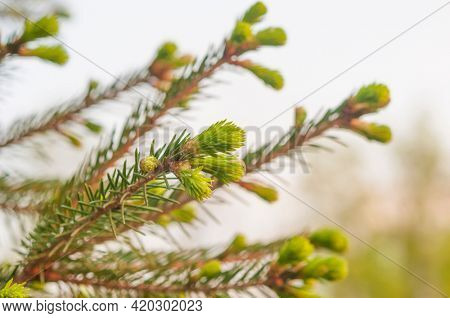 Fir Branches Fresh Image & Photo (Free Trial) | Bigstock
