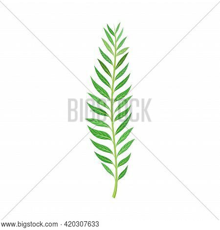 Green Leafy Stem Vector & Photo (Free Trial) | Bigstock