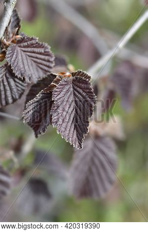 Purple Hazel New Image & Photo (Free Trial) | Bigstock