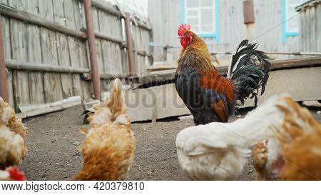 Handsome Rooster Image & Photo (Free Trial) | Bigstock
