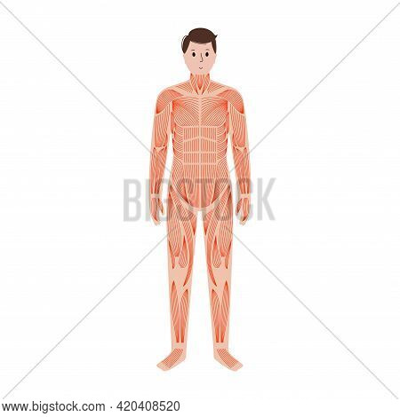 Human Muscular System Vector & Photo (Free Trial) | Bigstock