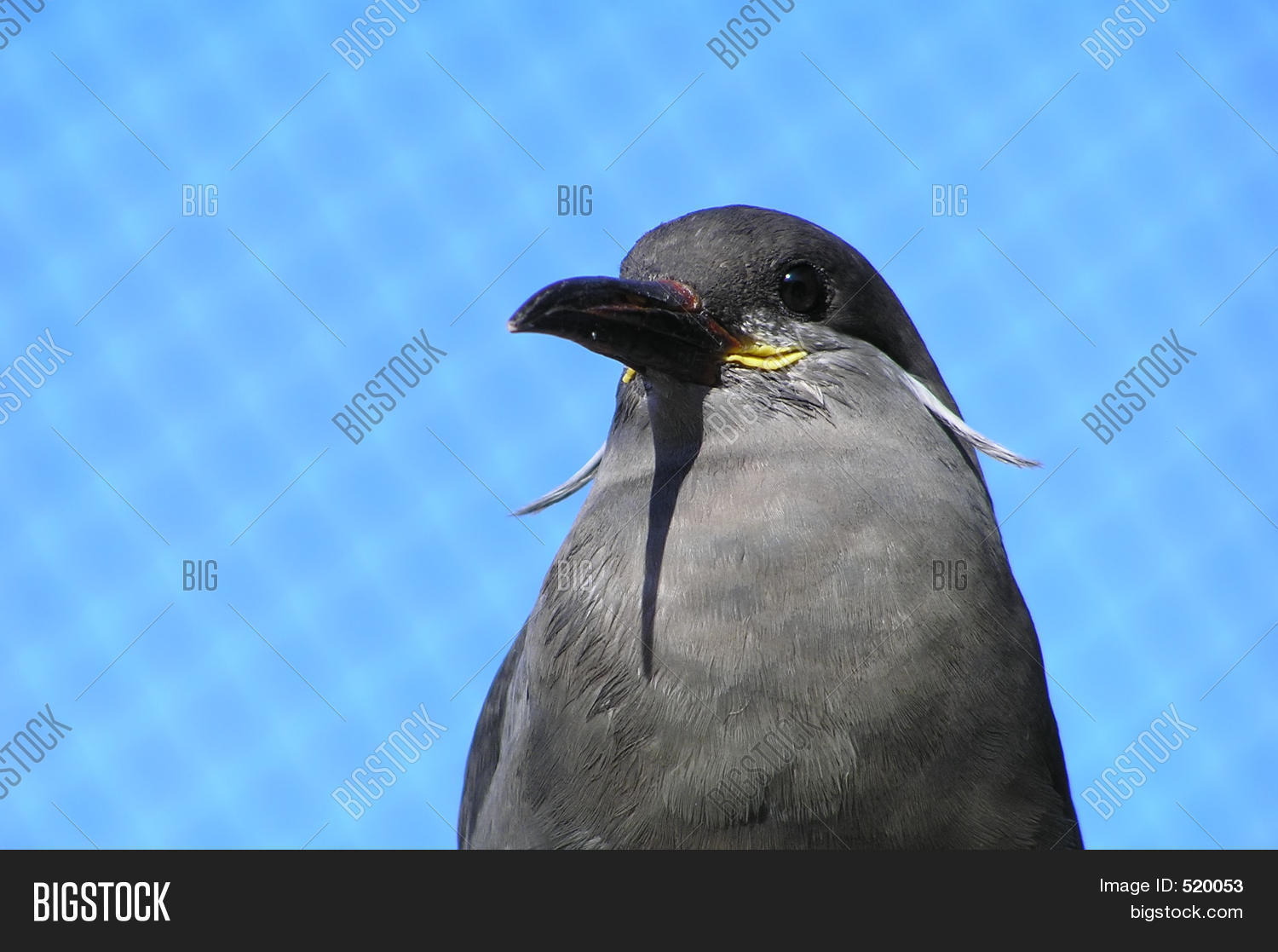 Bird Beard Image & Photo (Free Trial) | Bigstock