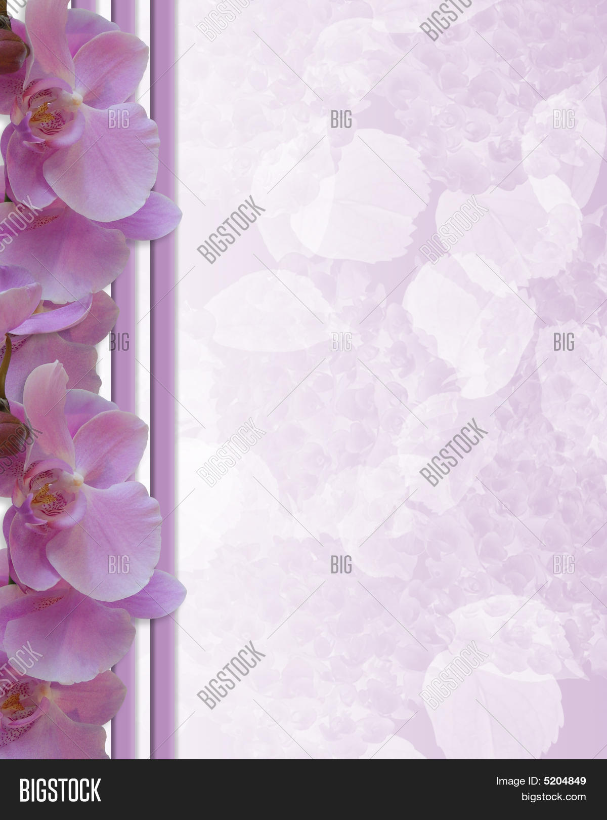 Pink Orchids Border Image & Photo (Free Trial) | Bigstock
