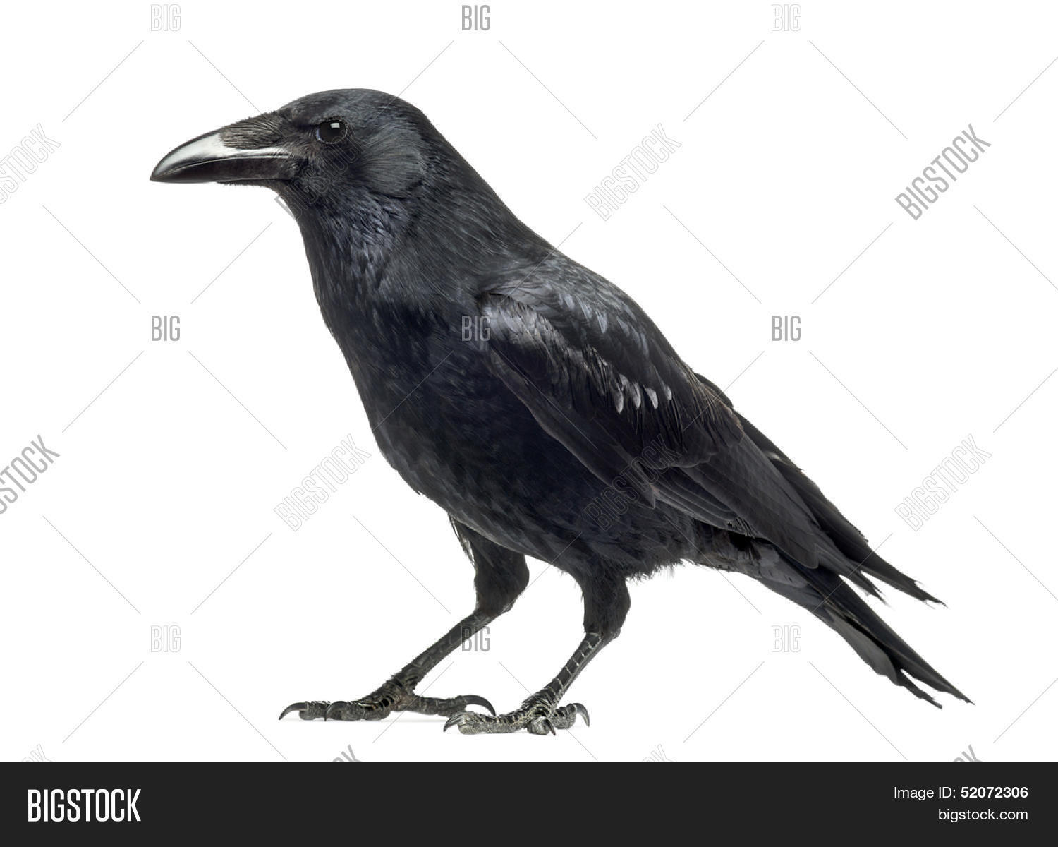 Side View Carrion Crow Image & Photo (Free Trial) | Bigstock
