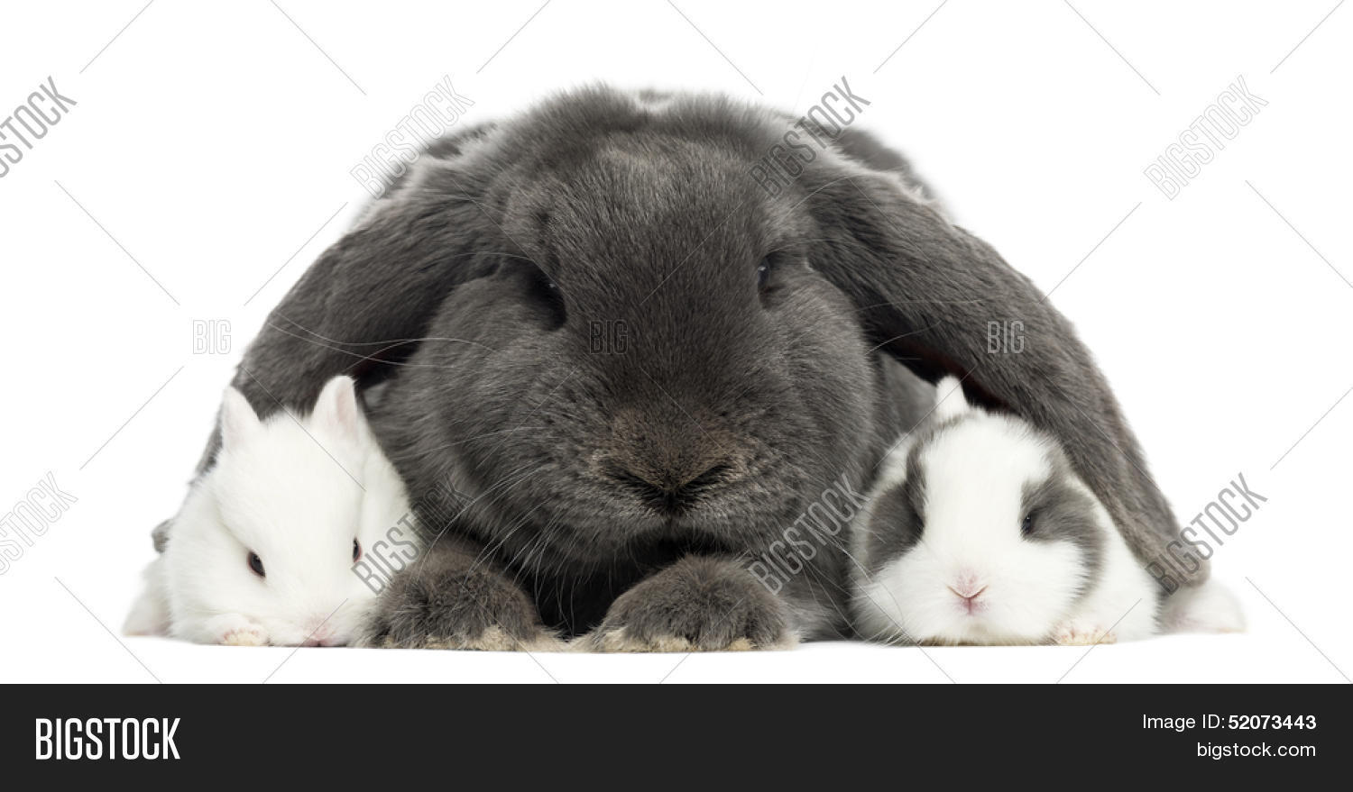 Lop-eared Rabbit Young Image & Photo (Free Trial) | Bigstock