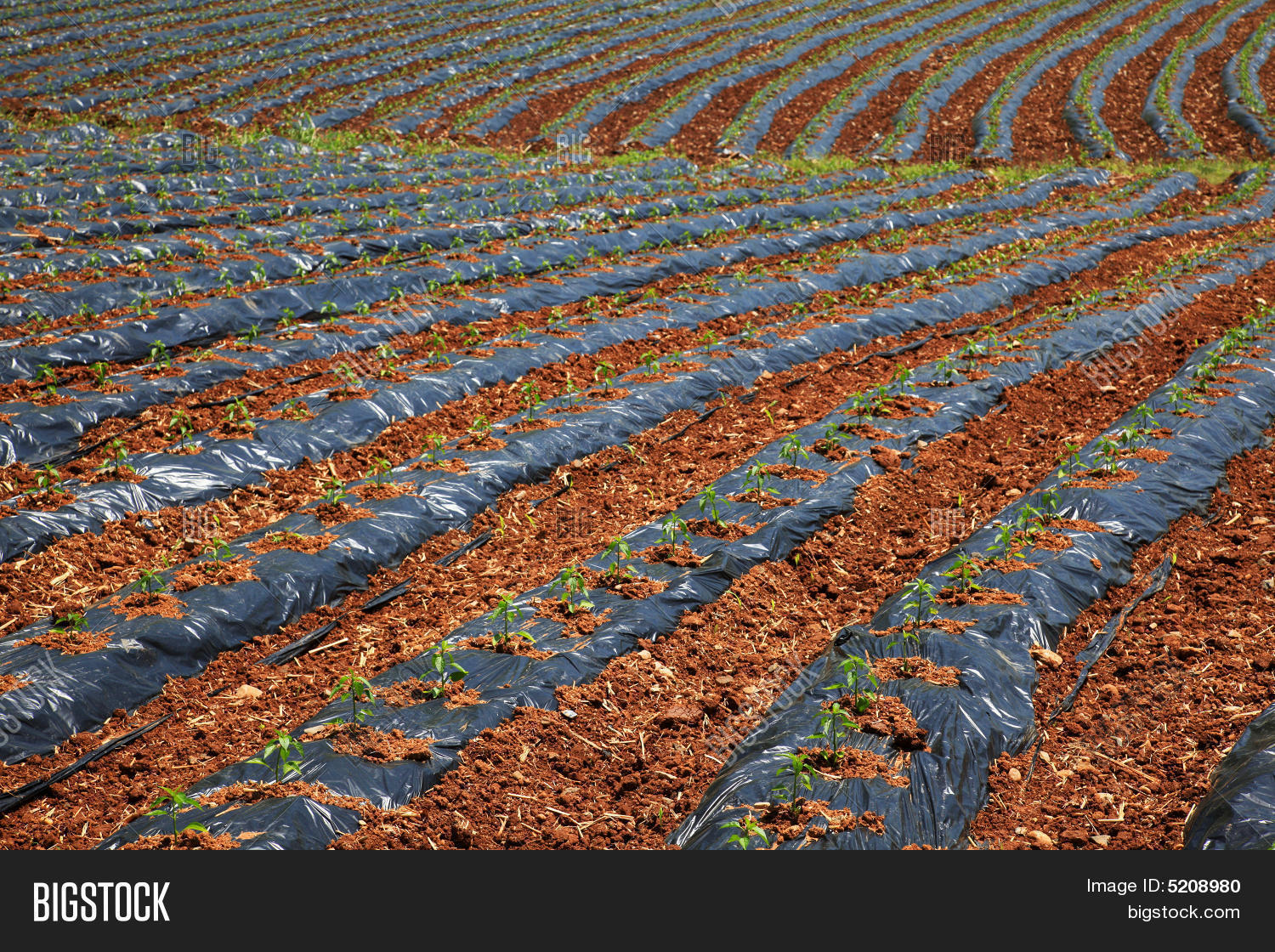Strips Field Protected Image & Photo (Free Trial) | Bigstock