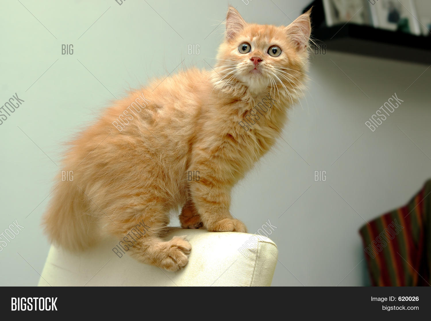 Playful Cat Image & Photo (Free Trial) | Bigstock
