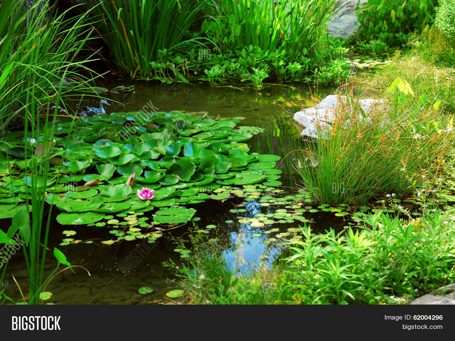 Imagen y foto Pond Landscaping (prueba gratis) | Bigstock