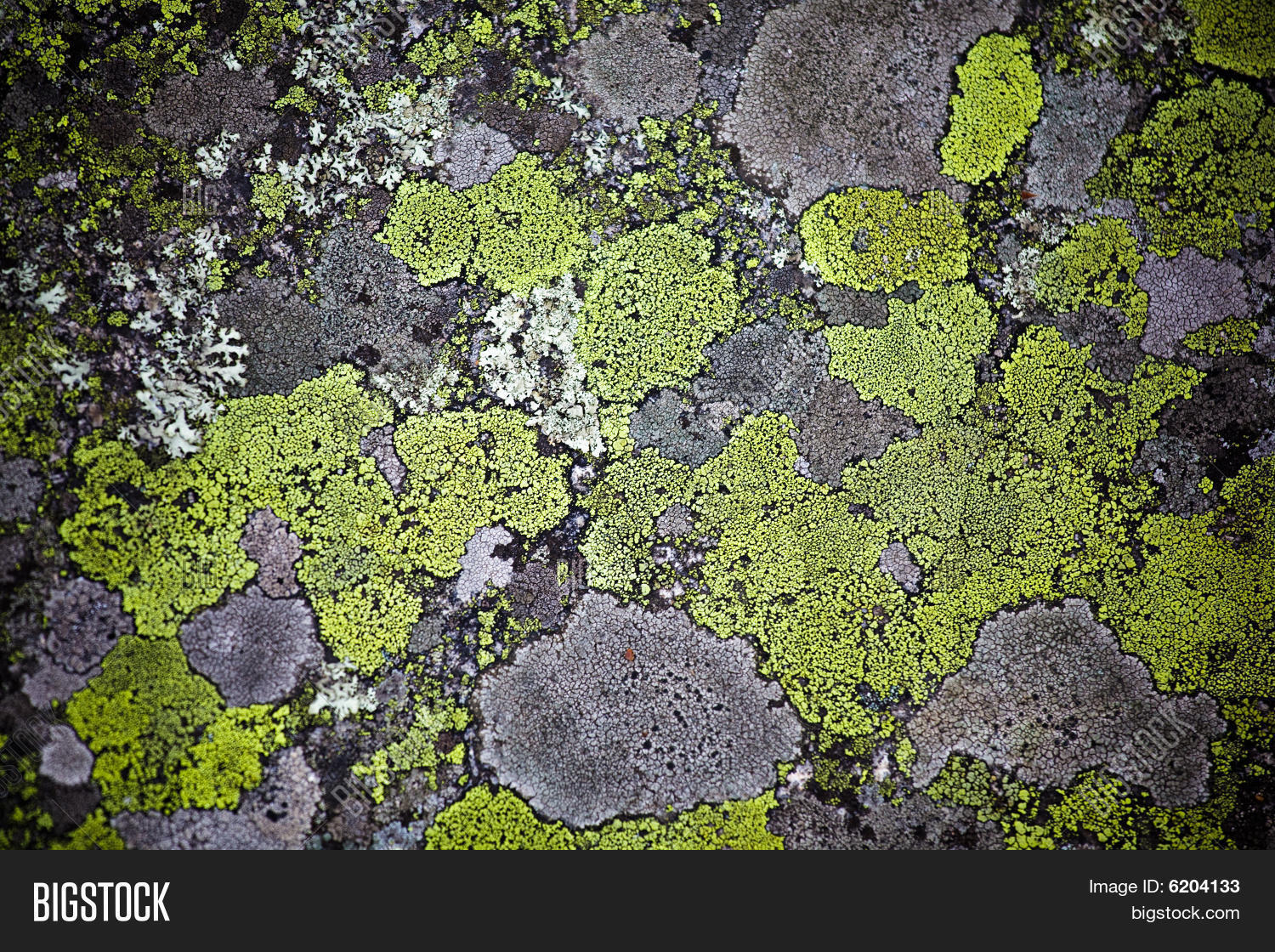 Fungi On Rock Image & Photo (Free Trial) | Bigstock
