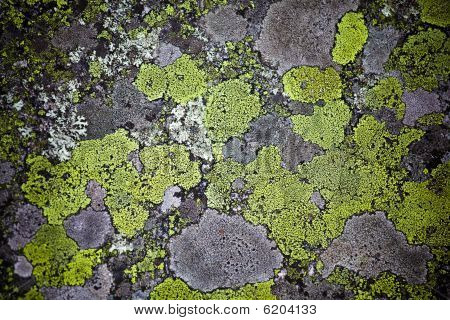 Fungi On Rock Image & Photo (Free Trial) | Bigstock