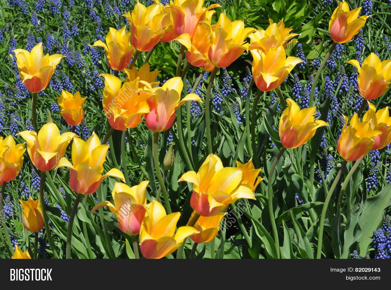 Tulips Albany Tulip Image & Photo (Free Trial) | Bigstock