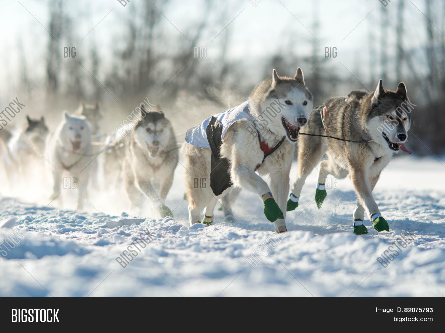 Dog Sled Team Image & Photo (Free Trial) | Bigstock
