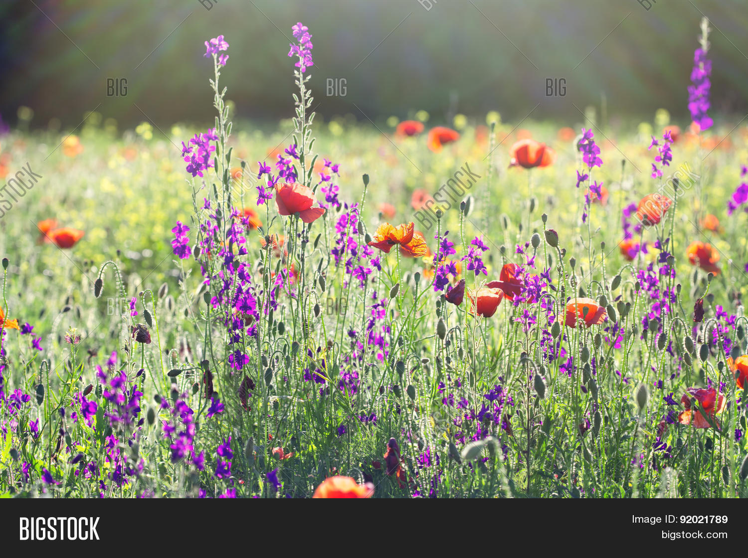 Meadow Flowers Image & Photo (Free Trial) | Bigstock