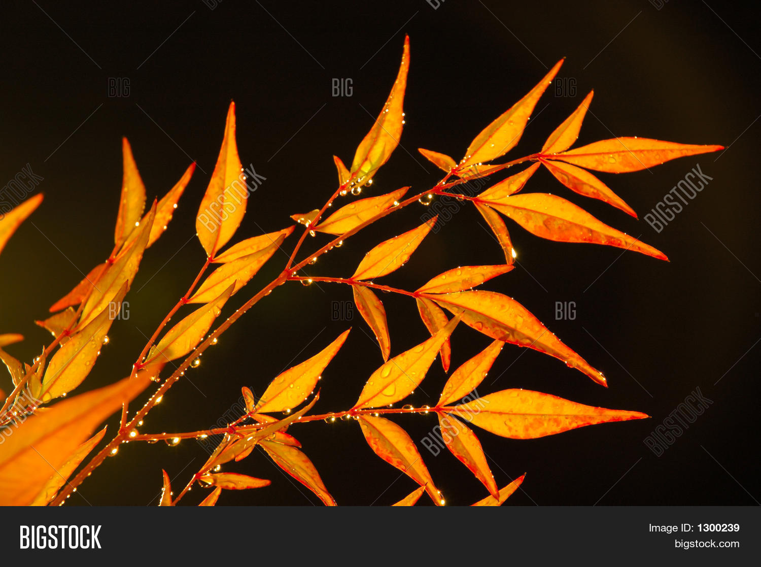 Backlight Leaves Rain Image & Photo (Free Trial) | Bigstock