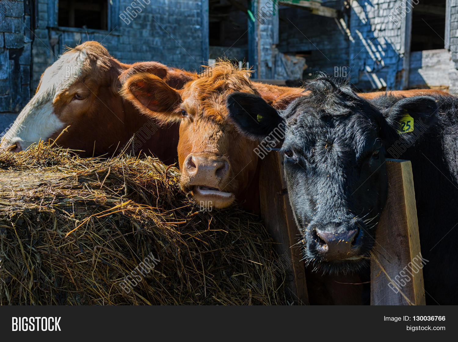 Mixed Breed Cattle Image & Photo (Free Trial) | Bigstock