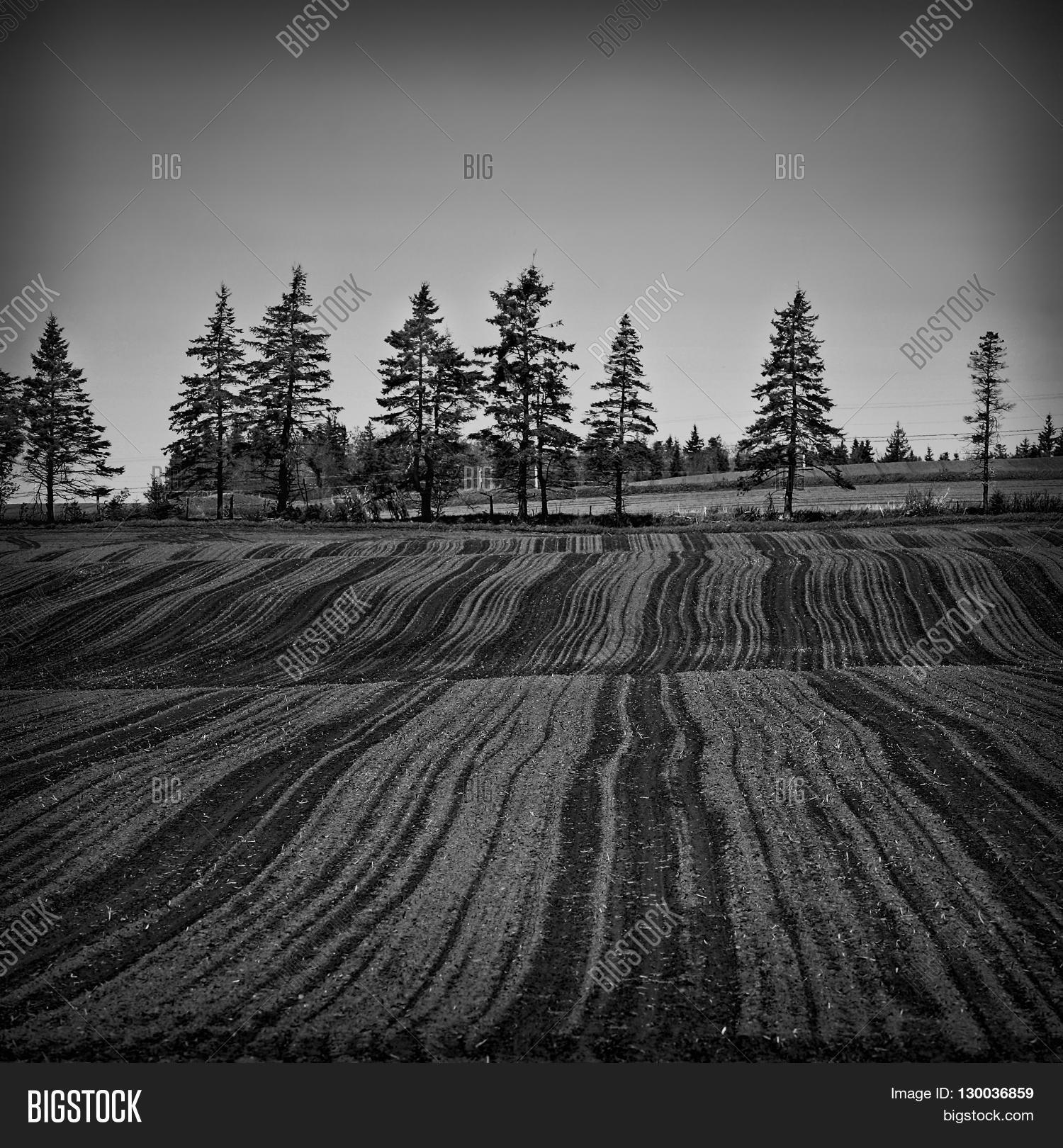 Treeline On Edge Image & Photo (Free Trial) | Bigstock