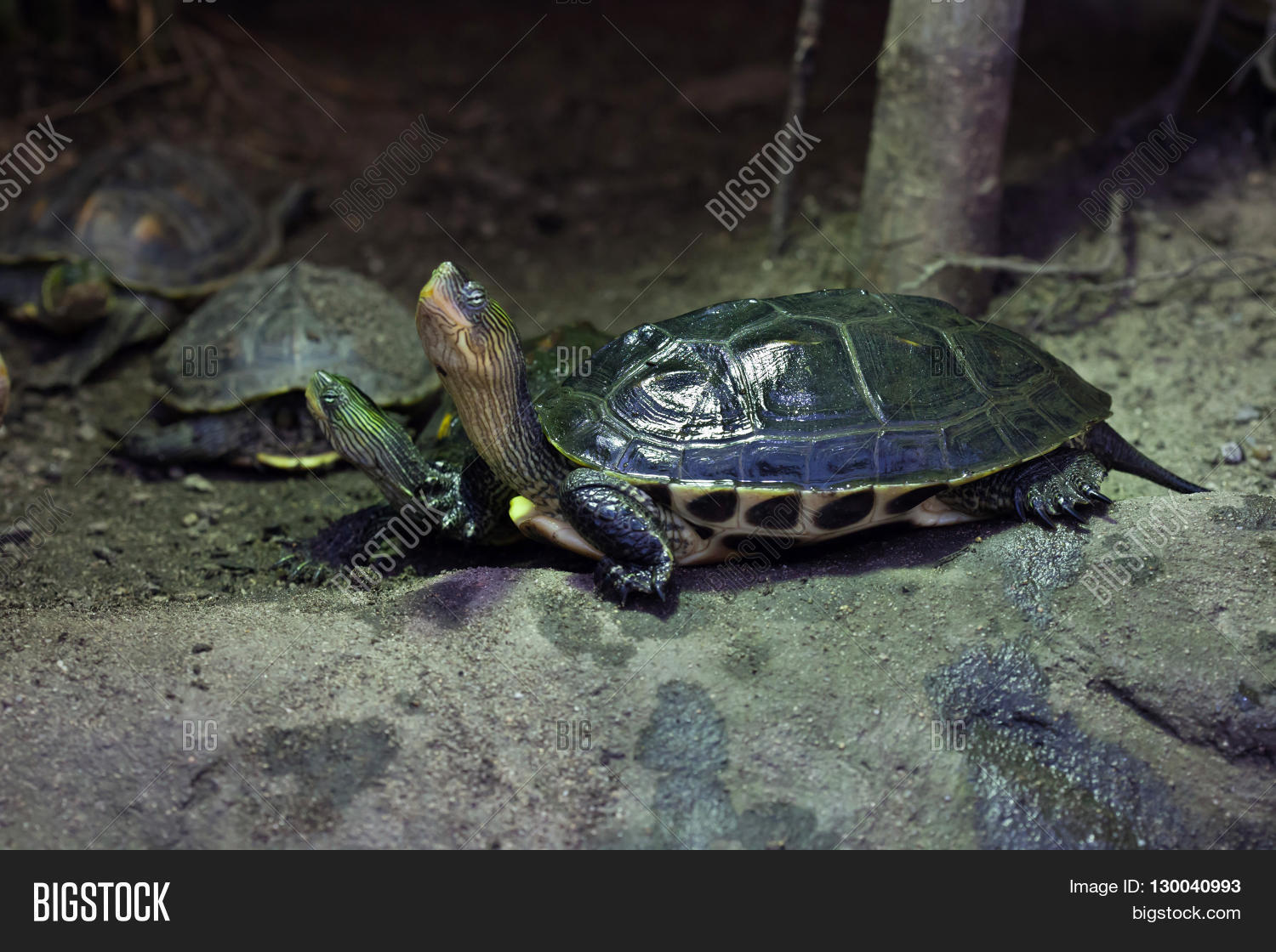 Chinese Stripe-necked Image & Photo (Free Trial) | Bigstock