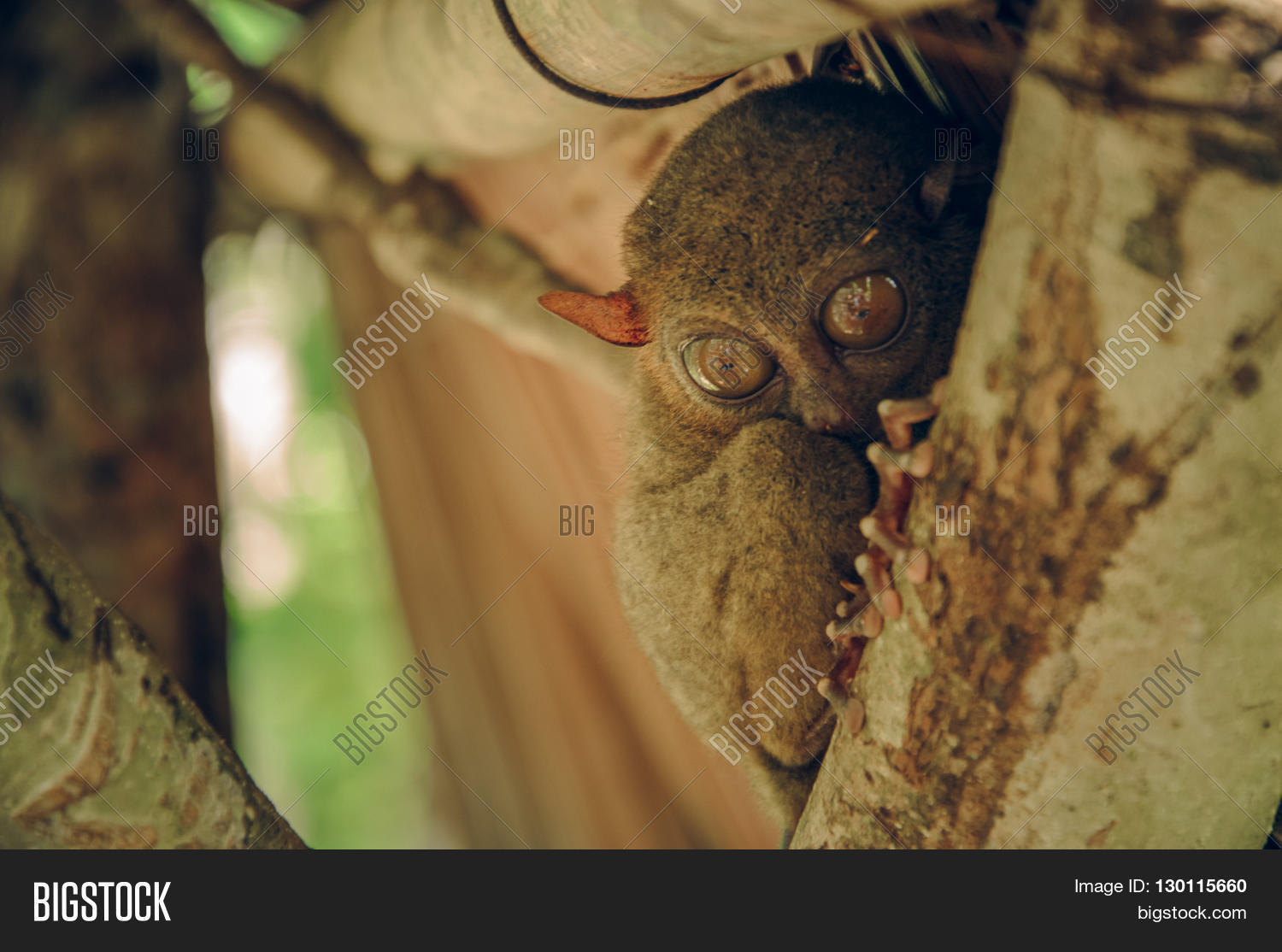 Tarsier Monkey Seeting Image & Photo (Free Trial) | Bigstock