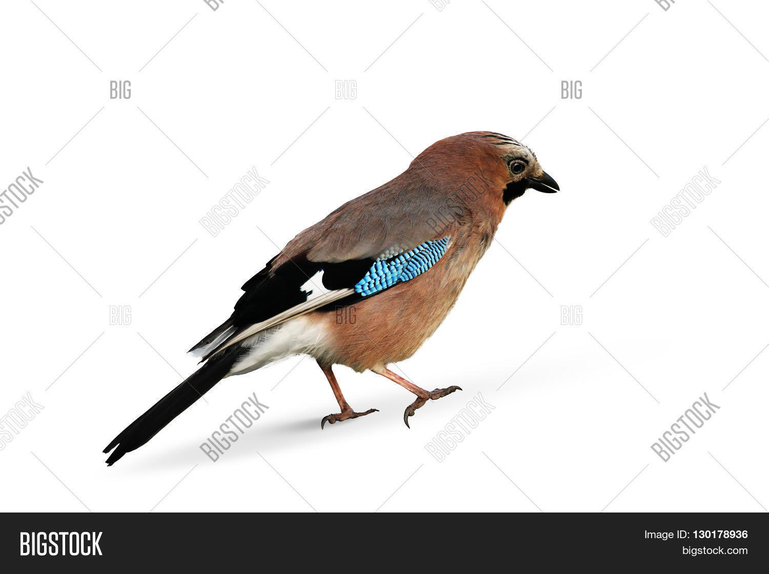 European Jay Isolated Image & Photo (Free Trial) | Bigstock
