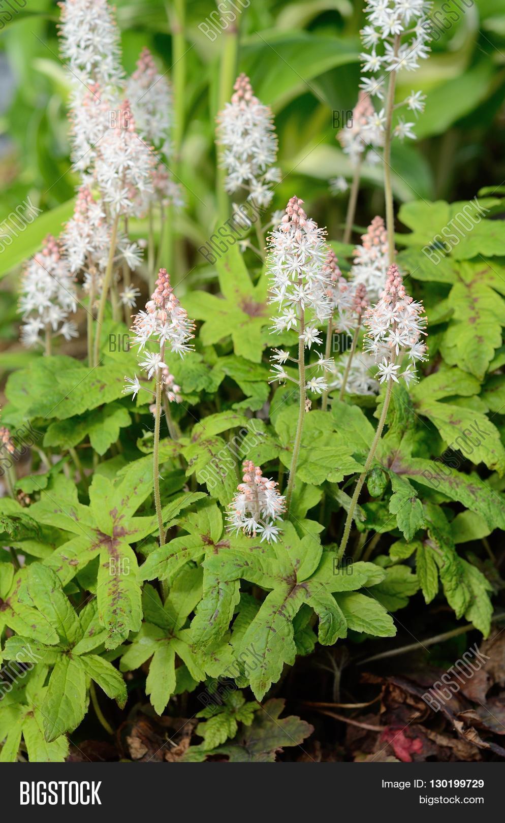 Foamflower (Tiarella) Image & Photo (Free Trial) | Bigstock