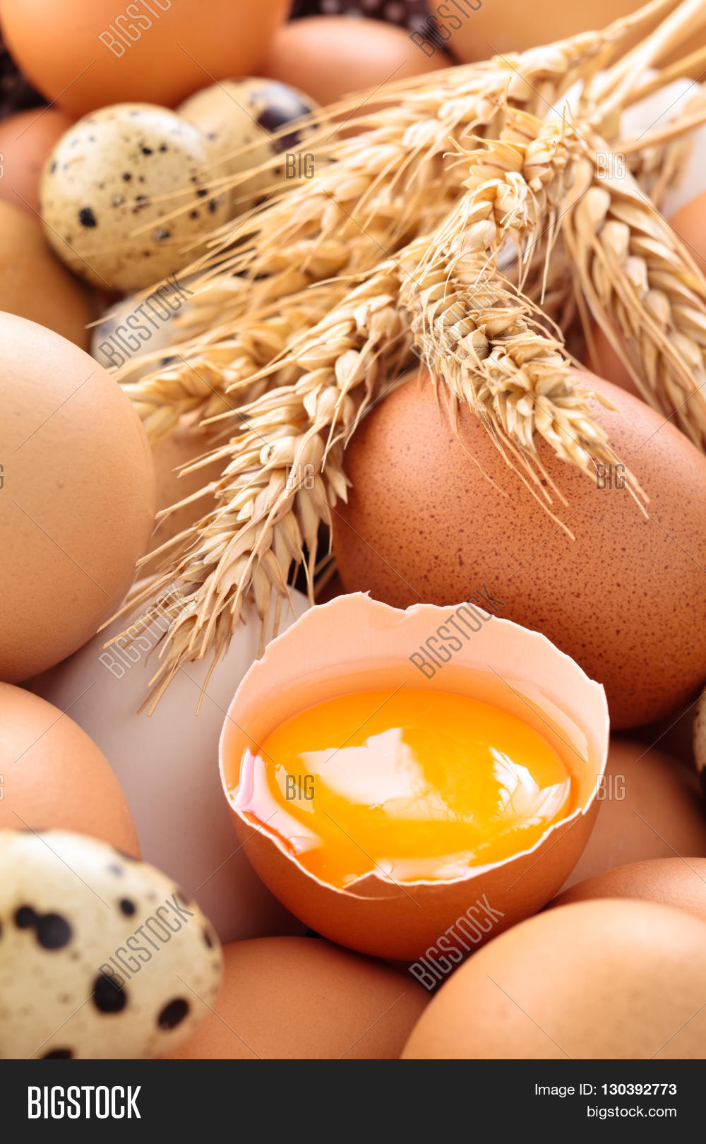 Close Shot Fresh Quail Image & Photo (Free Trial) | Bigstock