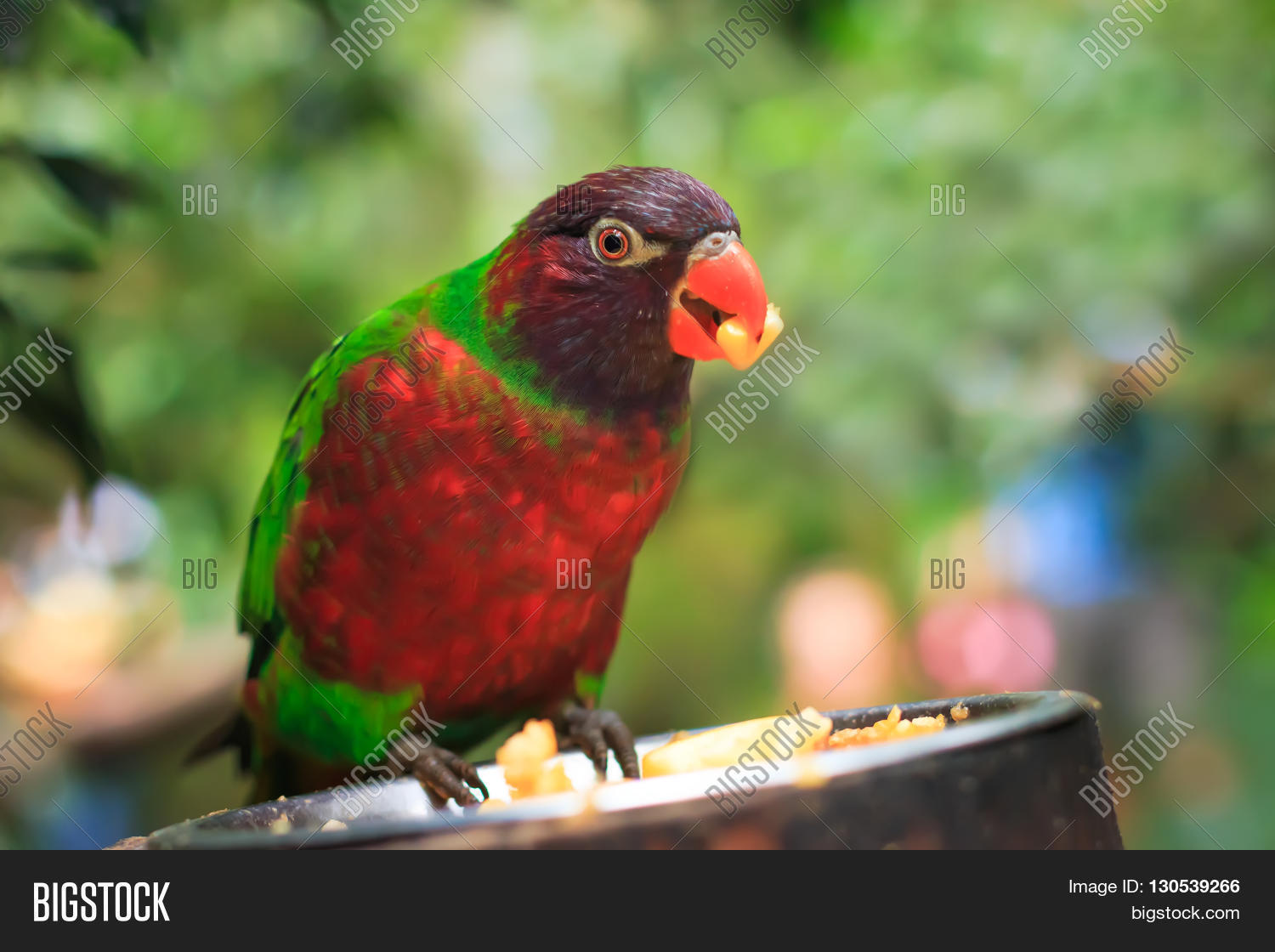 Closeup Single Parrot Image & Photo (Free Trial) | Bigstock