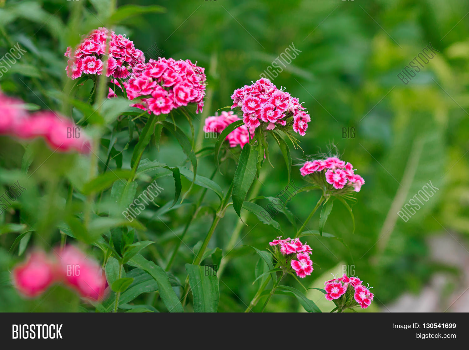 Bright Pink Carnation Image & Photo (Free Trial) | Bigstock