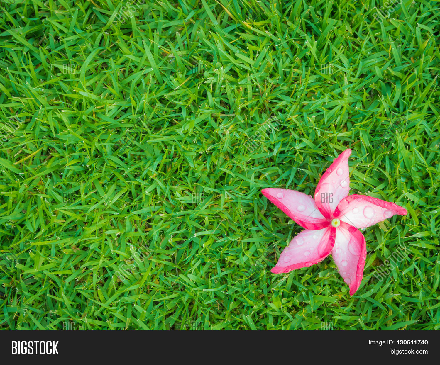 Upside Down Single Red Image & Photo (Free Trial) | Bigstock