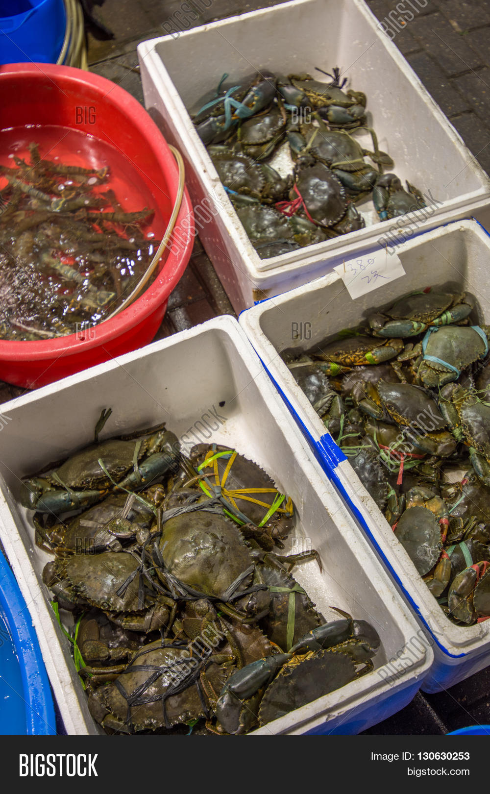 Buckets Live Sea Image & Photo (Free Trial) | Bigstock