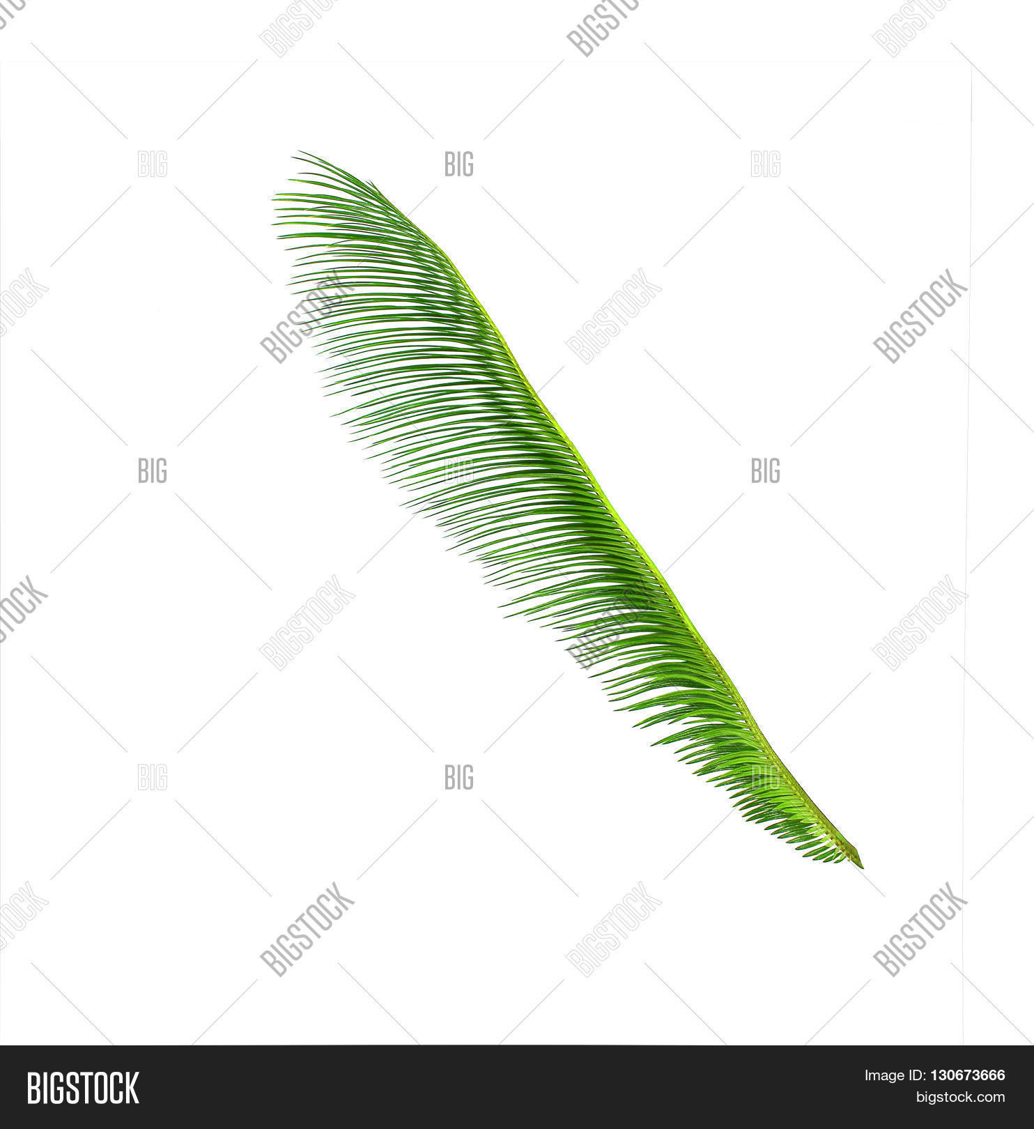 Green Leaf Cycads Tree Image & Photo (Free Trial) | Bigstock