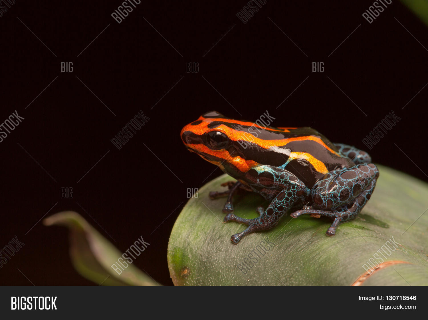 Red Striped Poison Image & Photo (Free Trial) | Bigstock