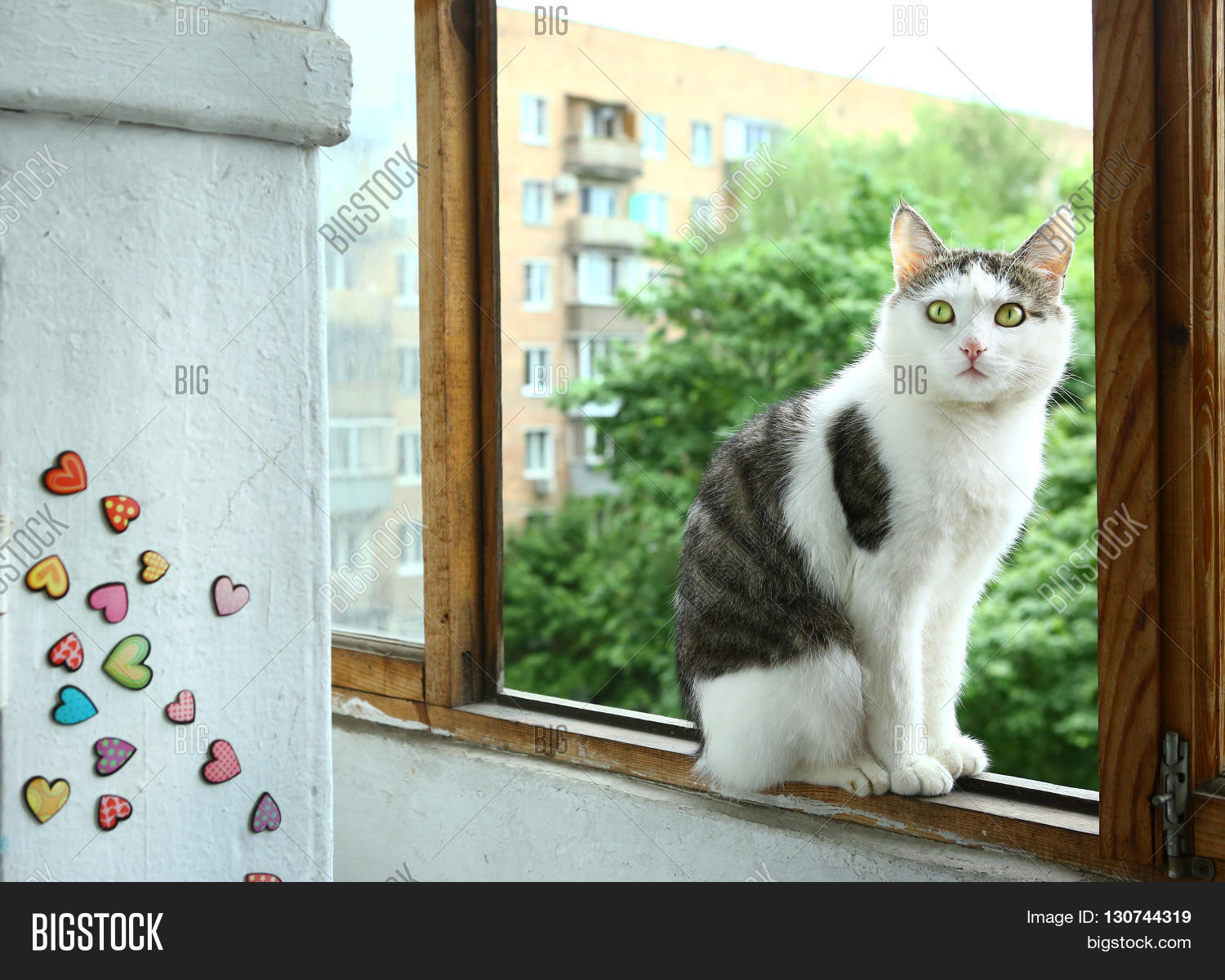 Siberian Tom Cat Sit Image & Photo (Free Trial) | Bigstock